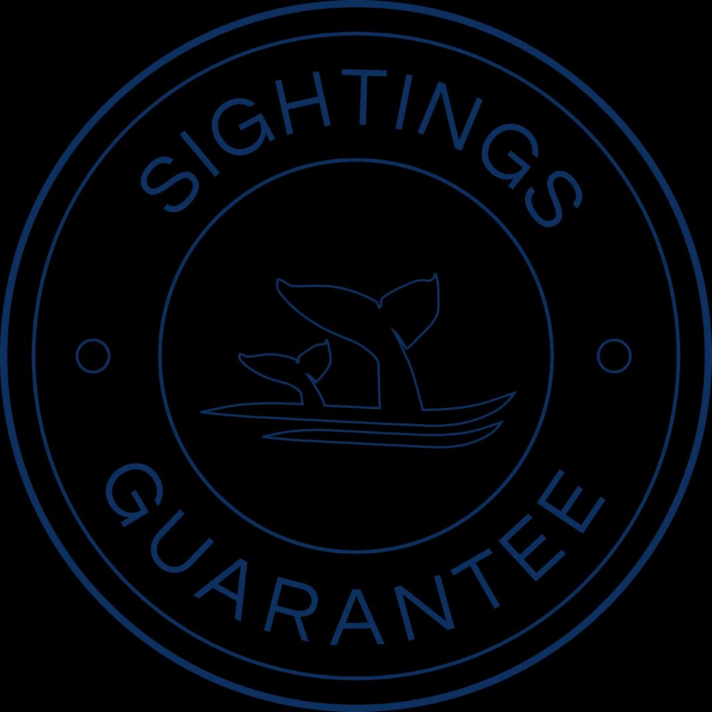Blue Whale Sightings | San Diego Whale Watch
