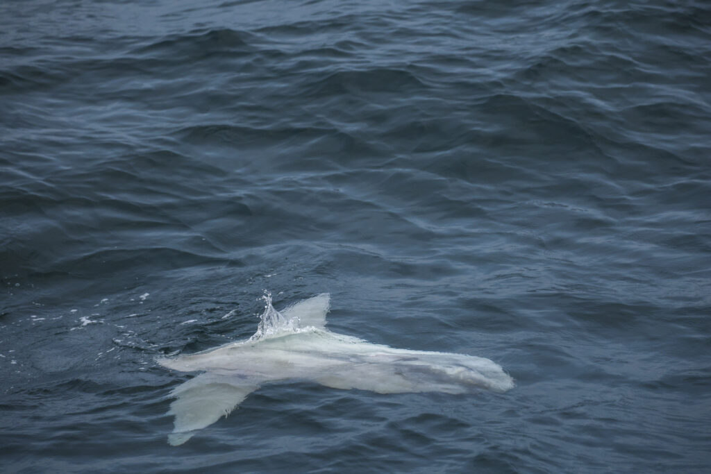 They come in twos… | San Diego Whale Watch