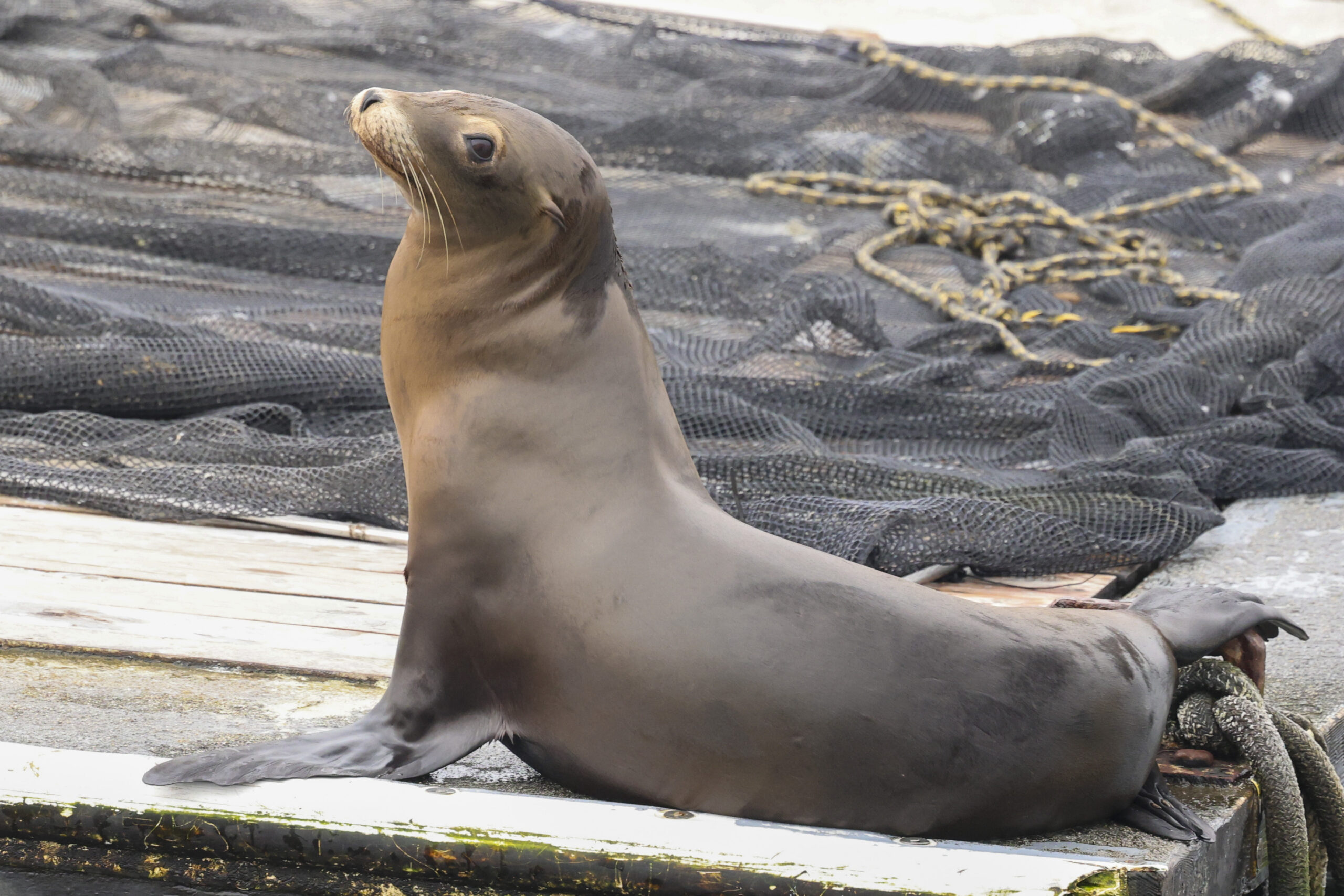 The buffet is open and everyone is taking part! | San Diego Whale Watch