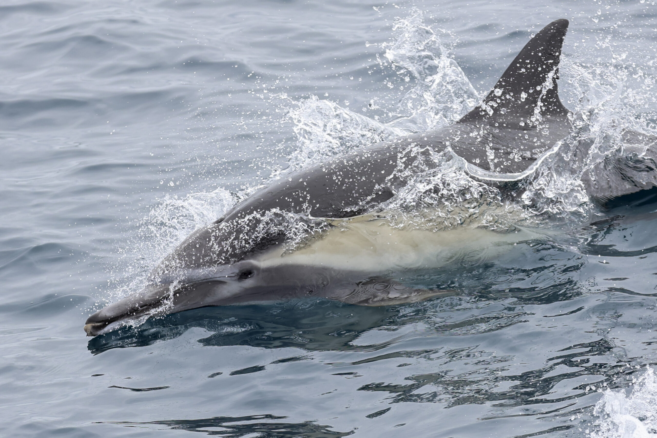 The buffet is open and everyone is taking part! | San Diego Whale Watch