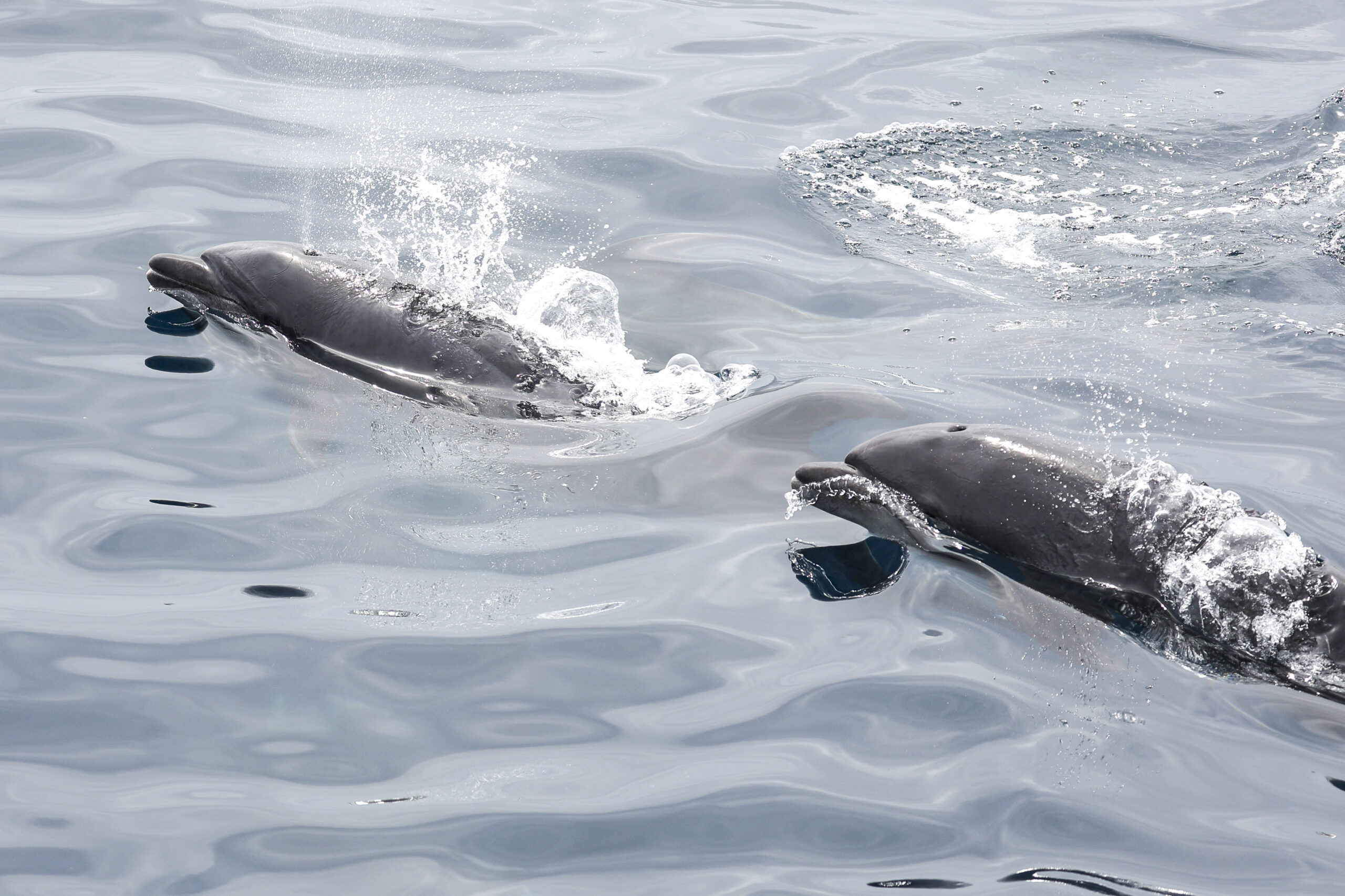 The buffet is open and everyone is taking part! | San Diego Whale Watch