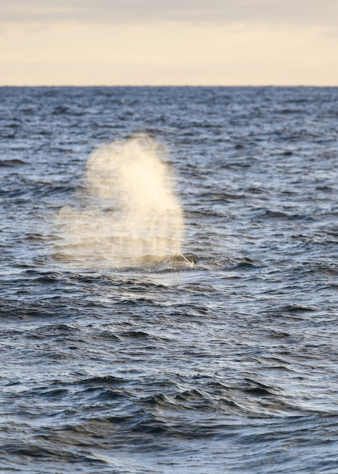 Humpbacks and Dolphins: Clocking in for the Night Shift | San Diego ...
